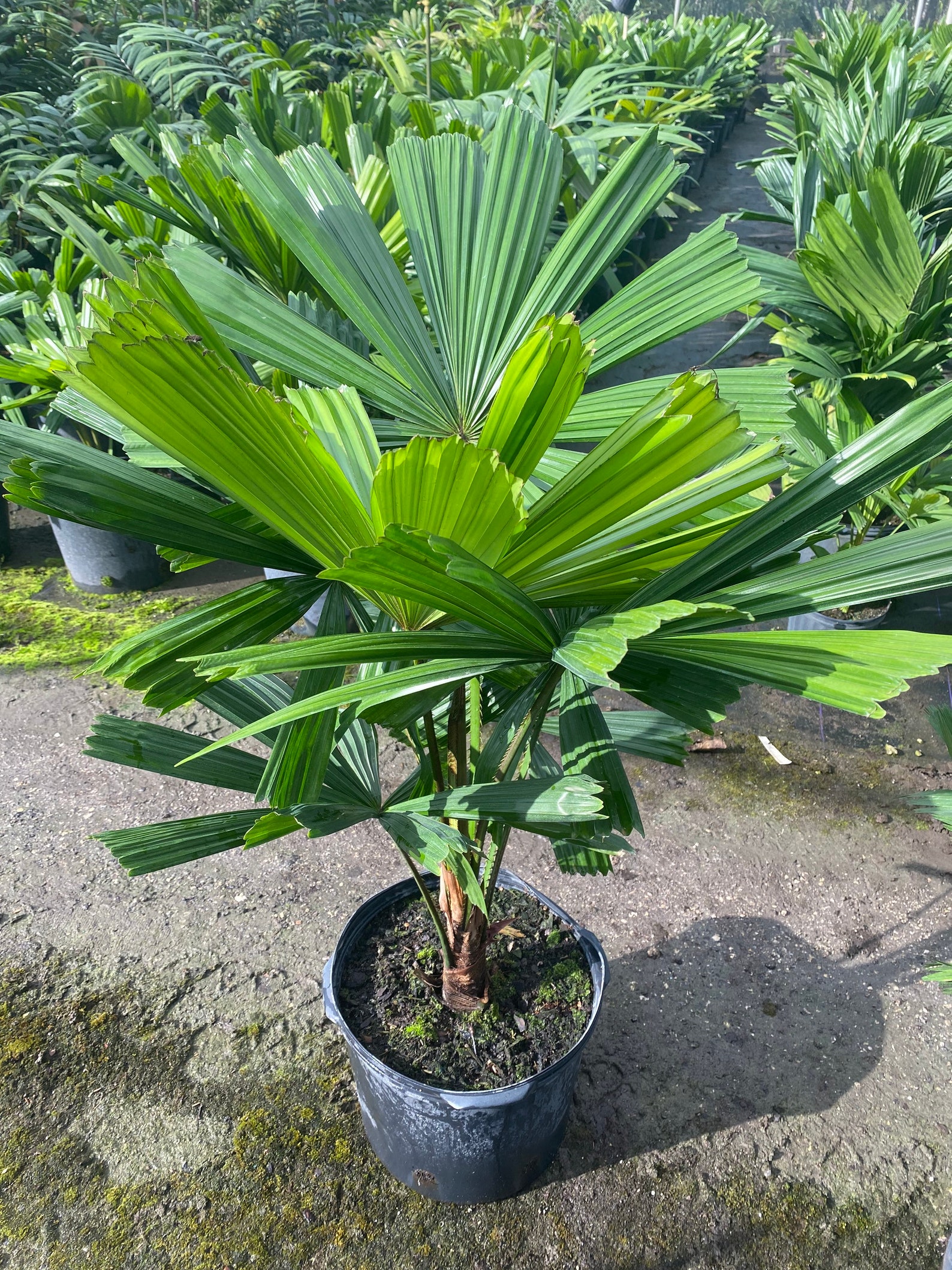 Licuala Ramsayi - Etsy