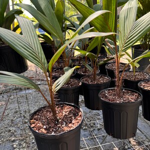 Thief Palm / Phoenicophorium Borsigianum (rare) - Etsy