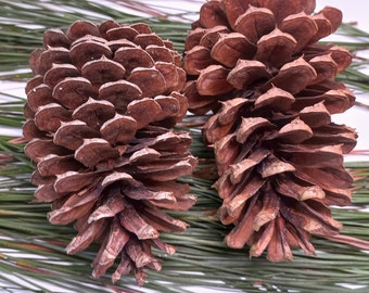 Loblolly Pine Cones - Etsy