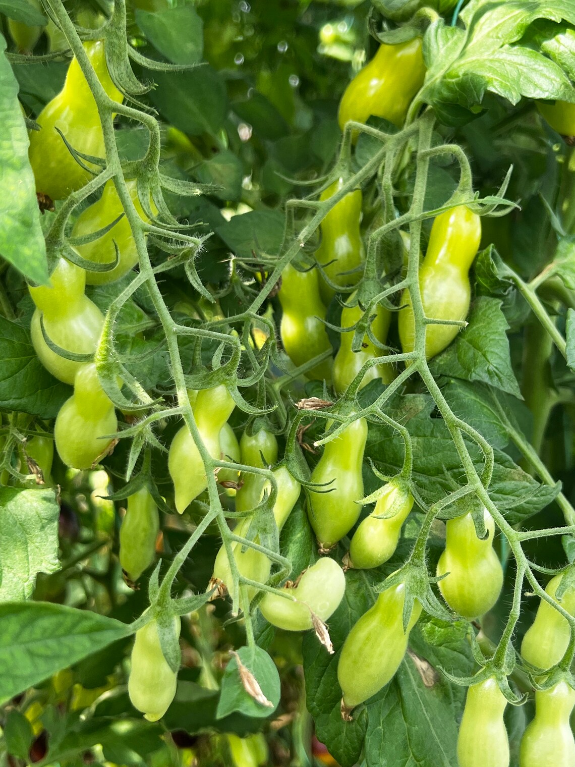 DANCING Green Fingers Tomato RARE Organic Seeds - Etsy Canada