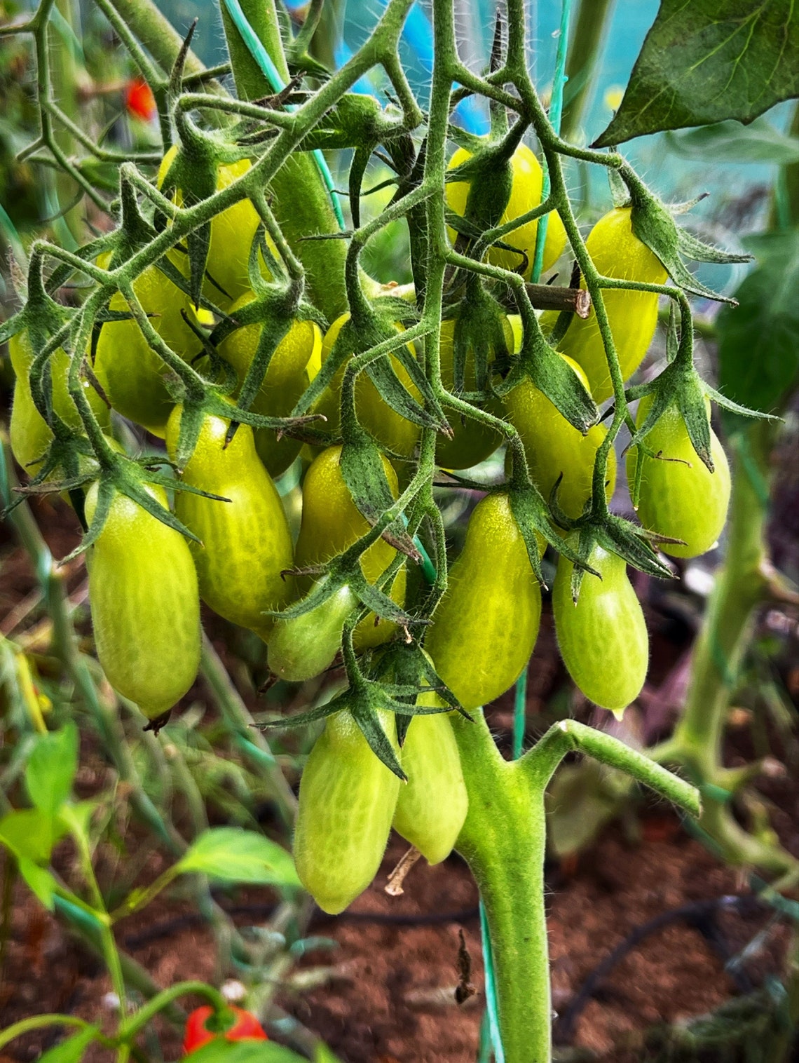DANCING Green Fingers Tomato RARE Organic Seeds - Etsy Canada