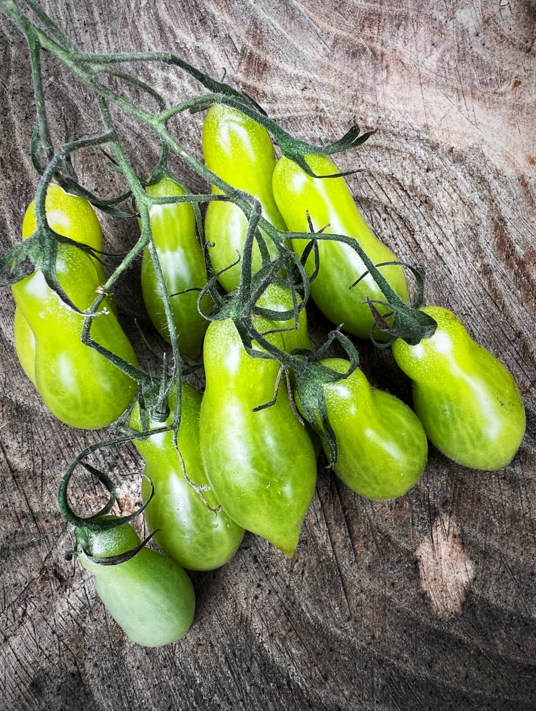 DANCING Green Fingers Tomato - RARE Organic Seeds - Etsy Canada