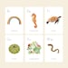 Nature Themed Alphabet Cards | Homeschool Nature Study | Printable ...
