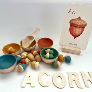Acorn Sorting | Montessori Toys | Wooden Toys - Etsy