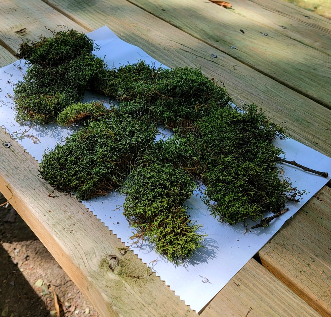 Natural Dried Moss . Organic . Green Craft Moss - Etsy