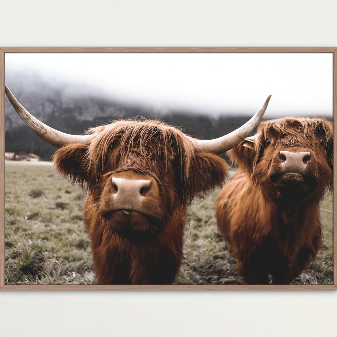 Highland Cow Wall Art Highland Cow Photo Animal Poster Farm Animal Art ...