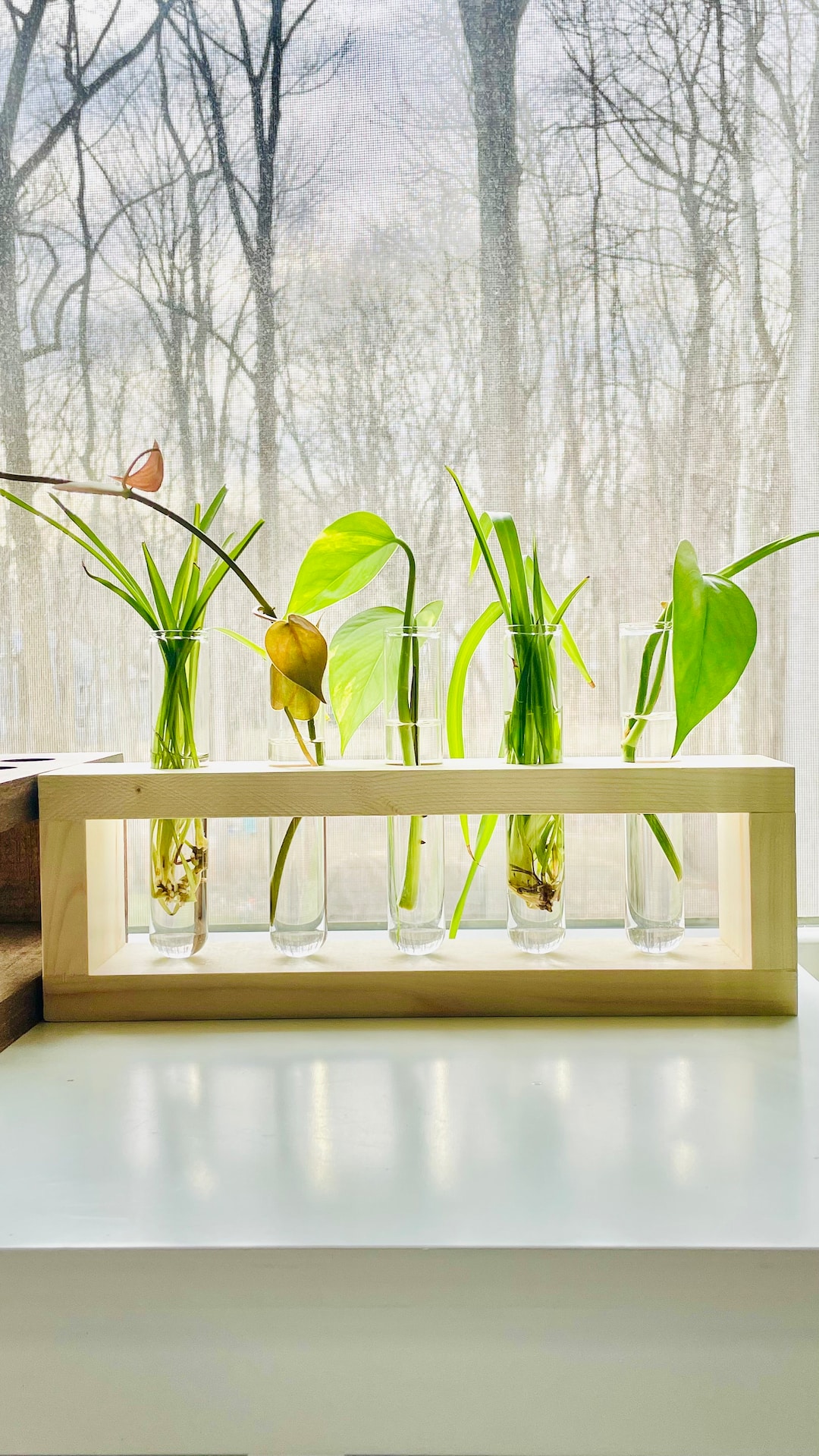 Test Tube Plant Propagation Stand Test Tube Holder Wooden Propagation ...