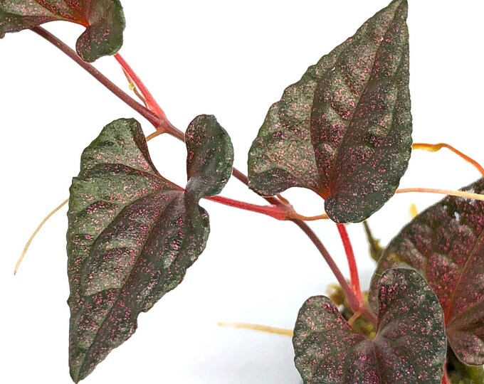 Piper Sp. Carranglan Nueva Ecija “pink Glitter” - Etsy
