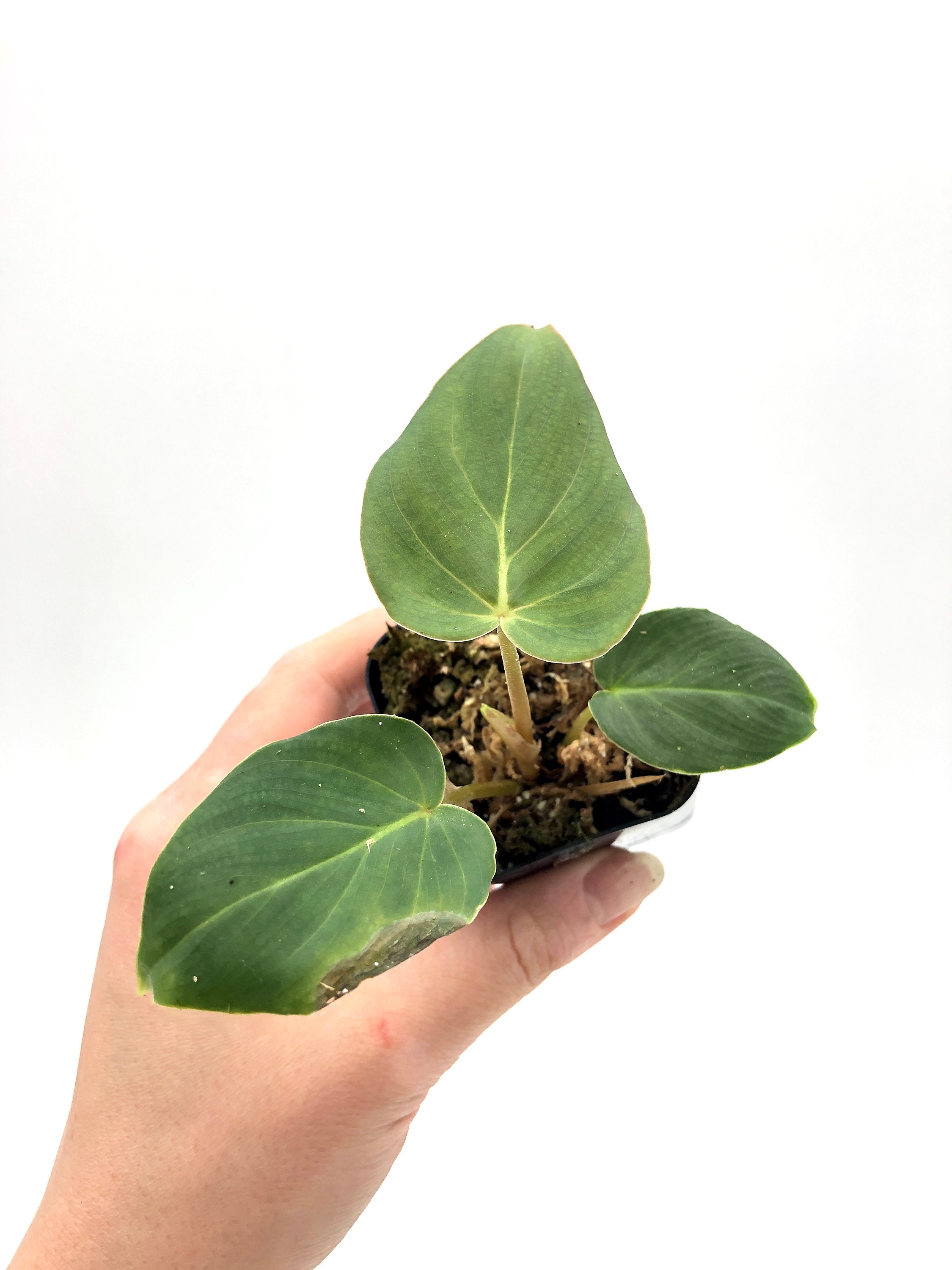 Philodendron Fibrosum Rooted Baby Plant | Etsy