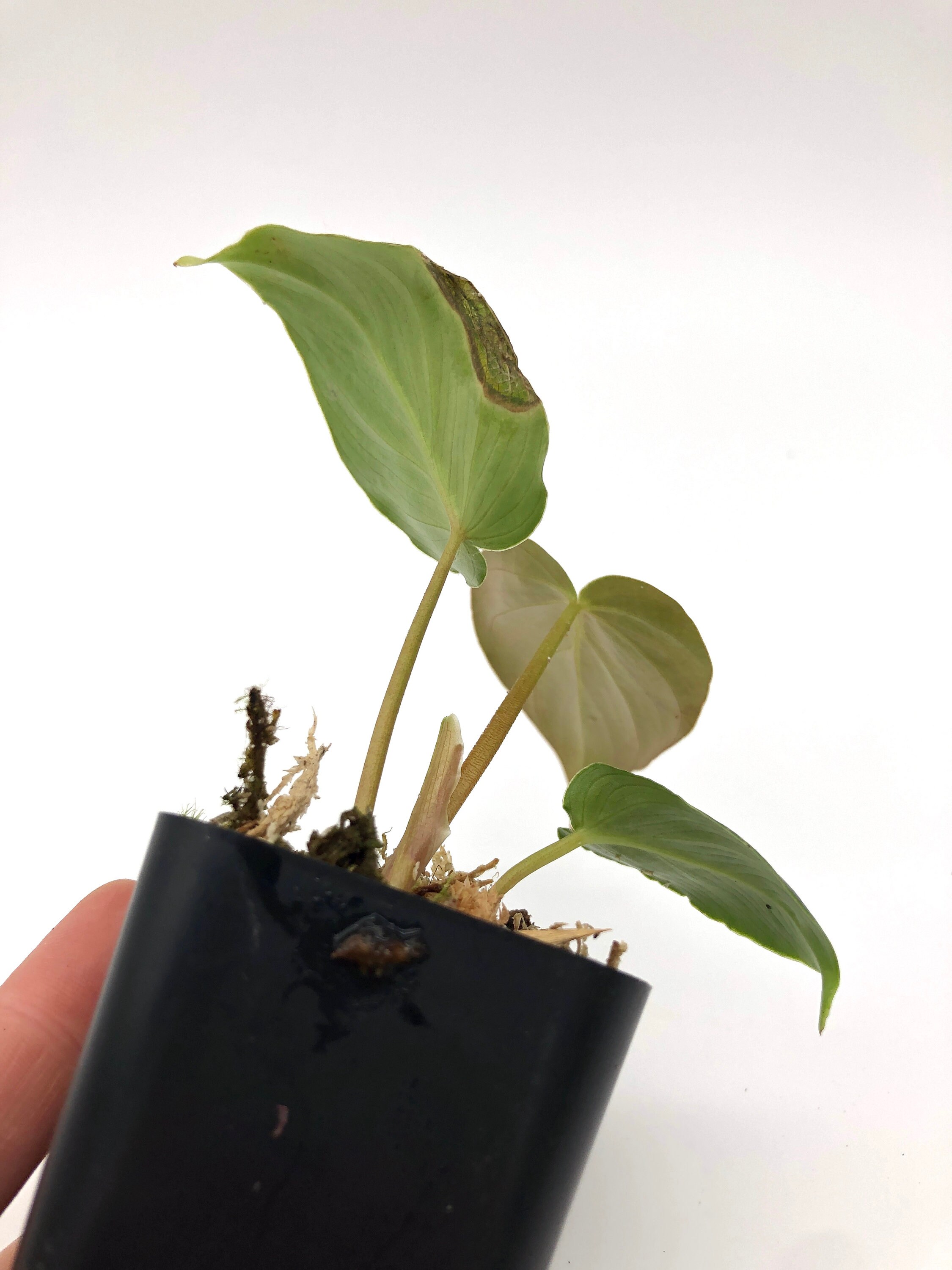 Philodendron Fibrosum Rooted Baby Plant | Etsy