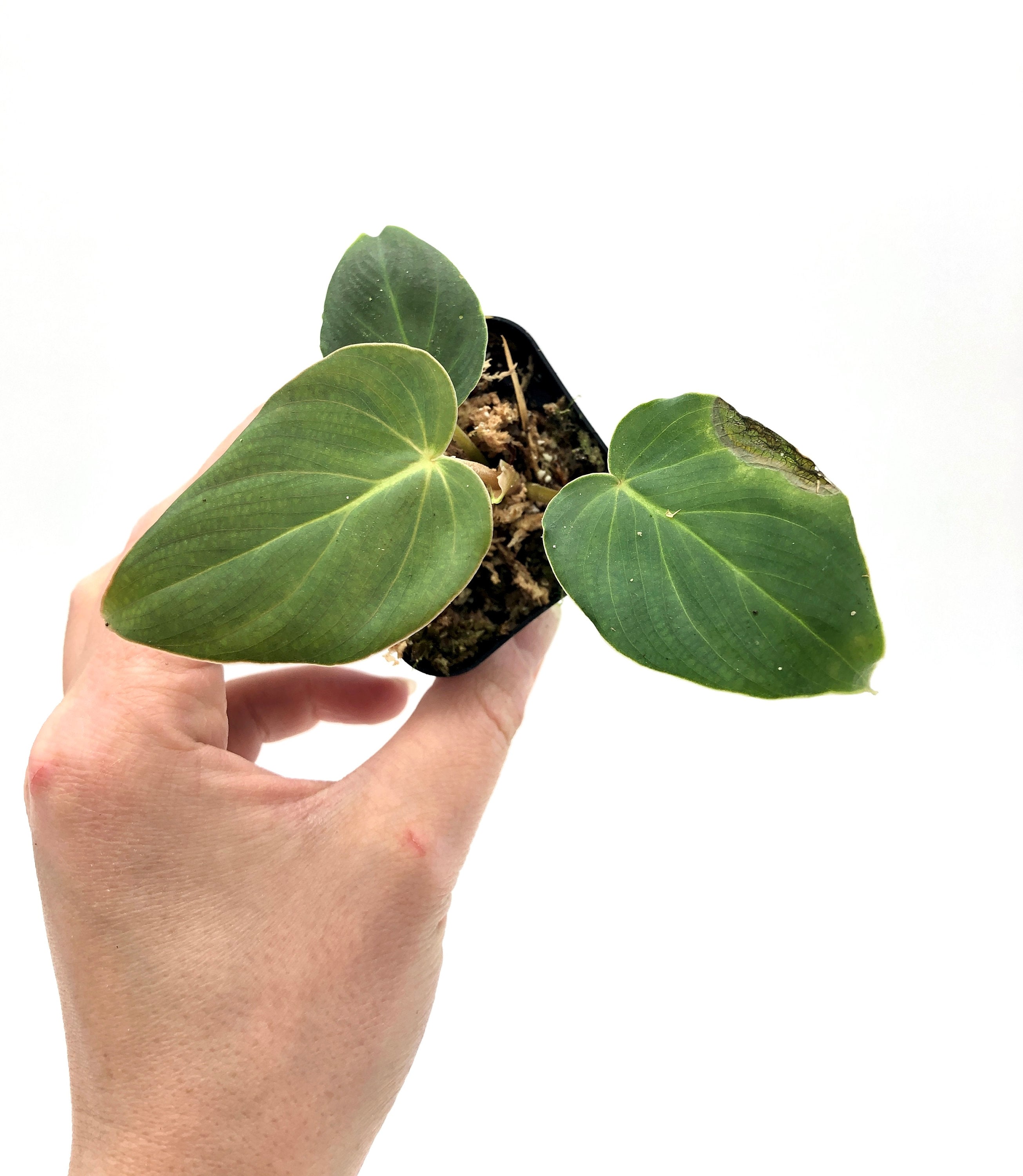 Philodendron Fibrosum Rooted Baby Plant | Etsy