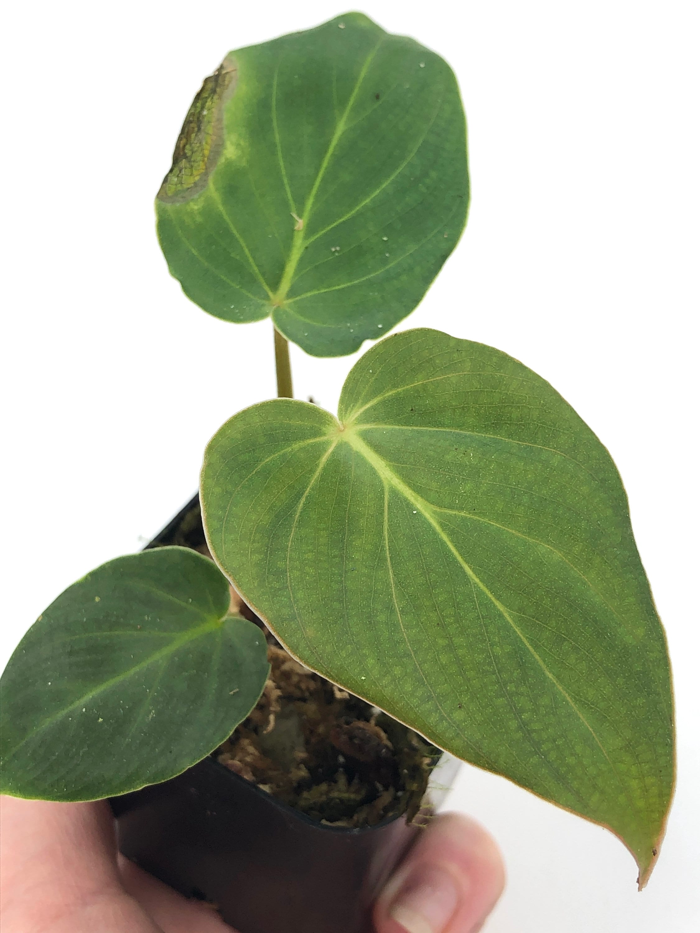 Philodendron Fibrosum Rooted Baby Plant | Etsy