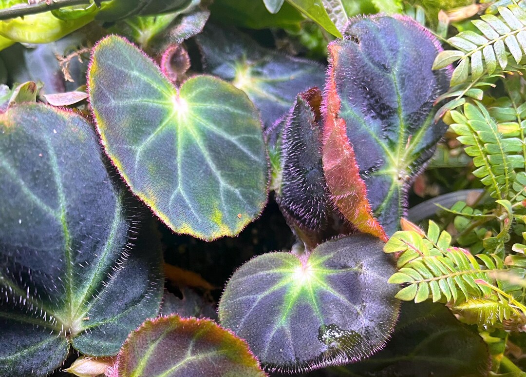 Begonia Subacida Rooted Plant - Etsy