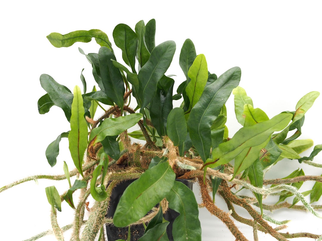 Microgramma Nitida: Cutting - Etsy