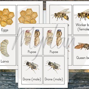 Printable Memory Game Printable Matching Game Homeschool Unit Study Bee ...