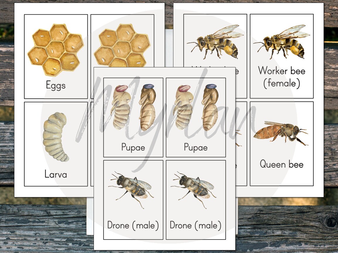 Printable Memory Game Printable Matching Game Homeschool Unit Study Bee ...