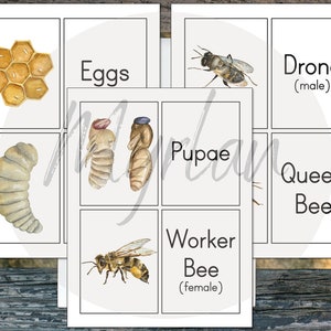 Printable Memory Game Printable Matching Game Homeschool Unit Study Bee ...