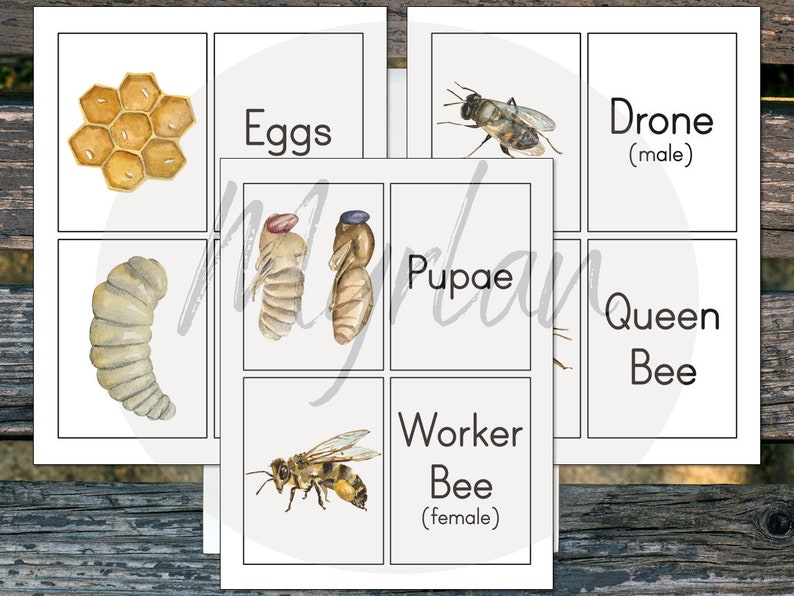 Printable Memory Game Printable Matching Game Homeschool Unit Study Bee ...