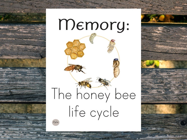 Printable Memory Game Printable Matching Game Homeschool Unit Study Bee ...
