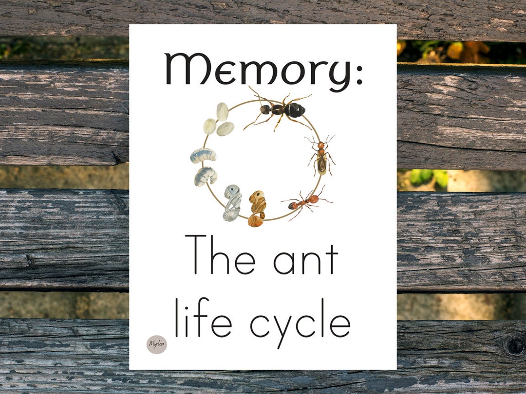 Printable Memory Game Printable Matching Game Homeschool Unit Study Ant ...