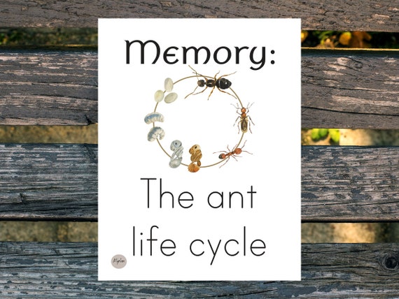 Printable Memory Game Printable Matching Game Homeschool - Etsy