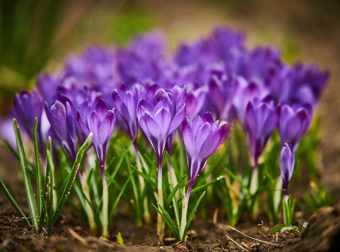 20 Saffron Corms Bulbs, Crocus Sativus, Saffron, Saffron Spice, Grow Your Own Patch of Saffron ...