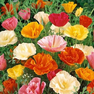 California Mission Bells Poppy, Eschscholzia Californica, Double and ...
