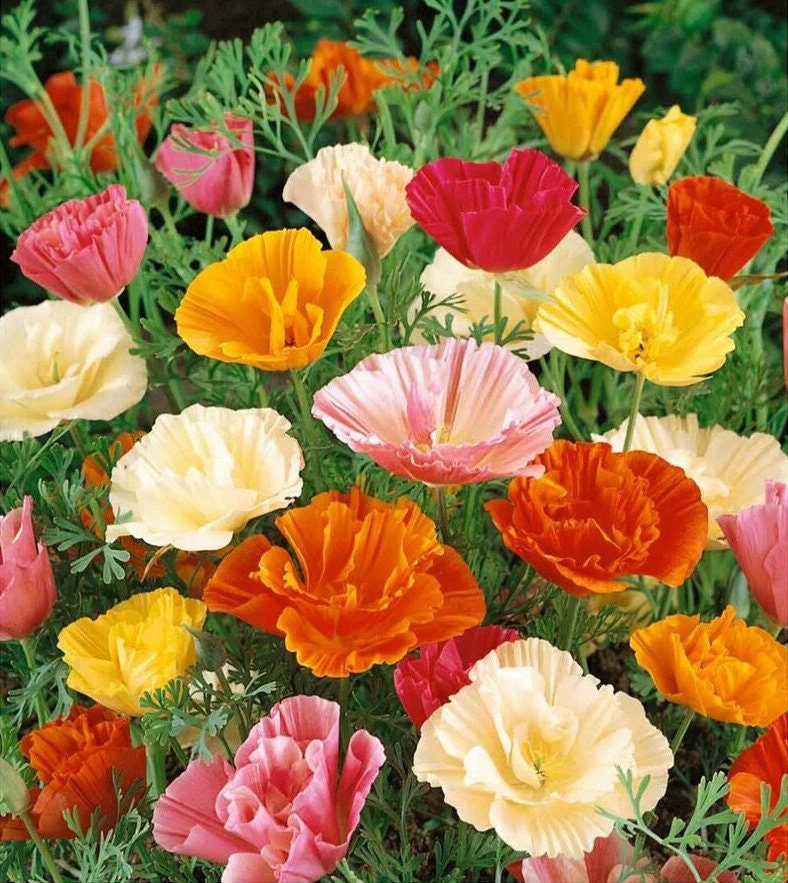 California Mission Bells Poppy, Eschscholzia Californica, Double and ...