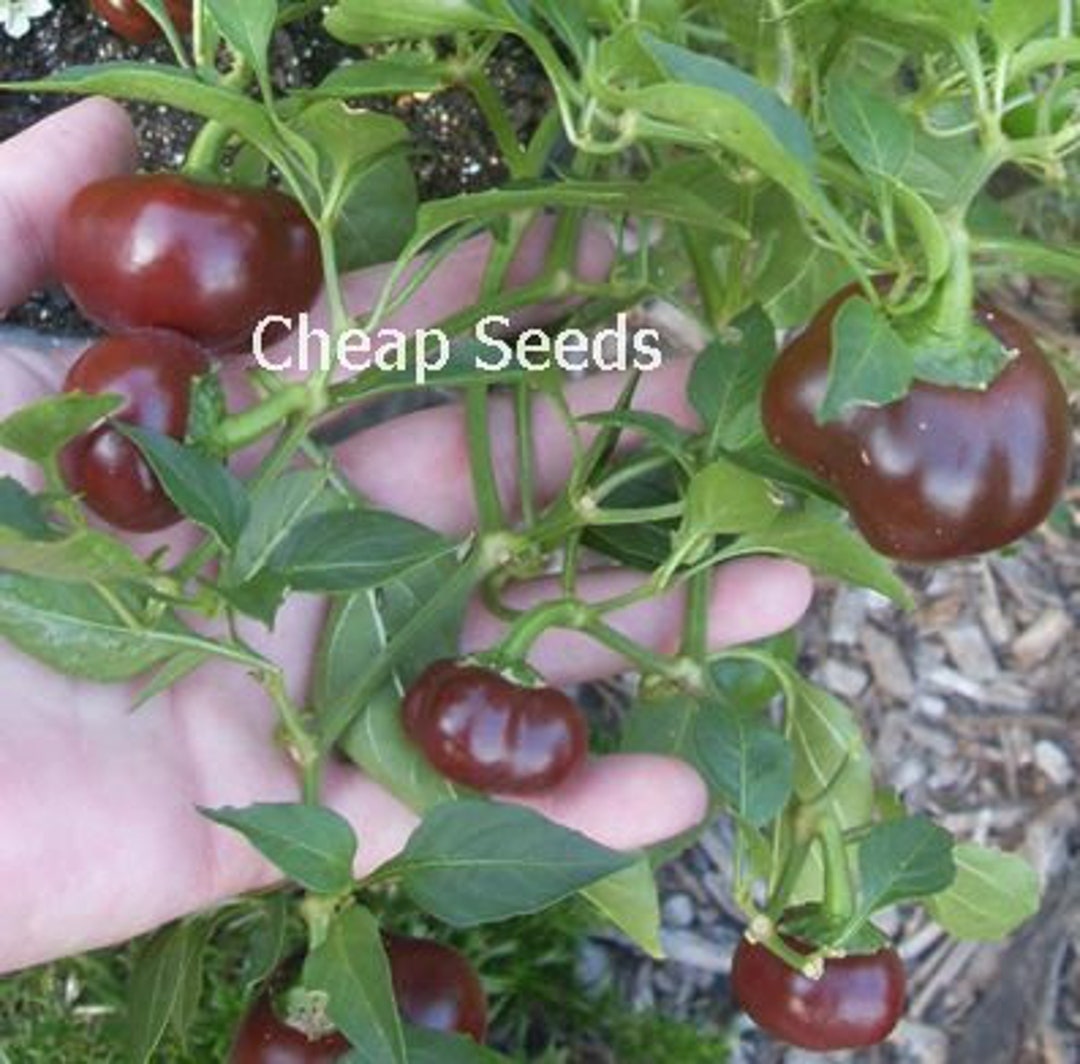 Chocolate Mini Belle Peppers, Colored Pepper, Container Plant, 5 Seeds ...