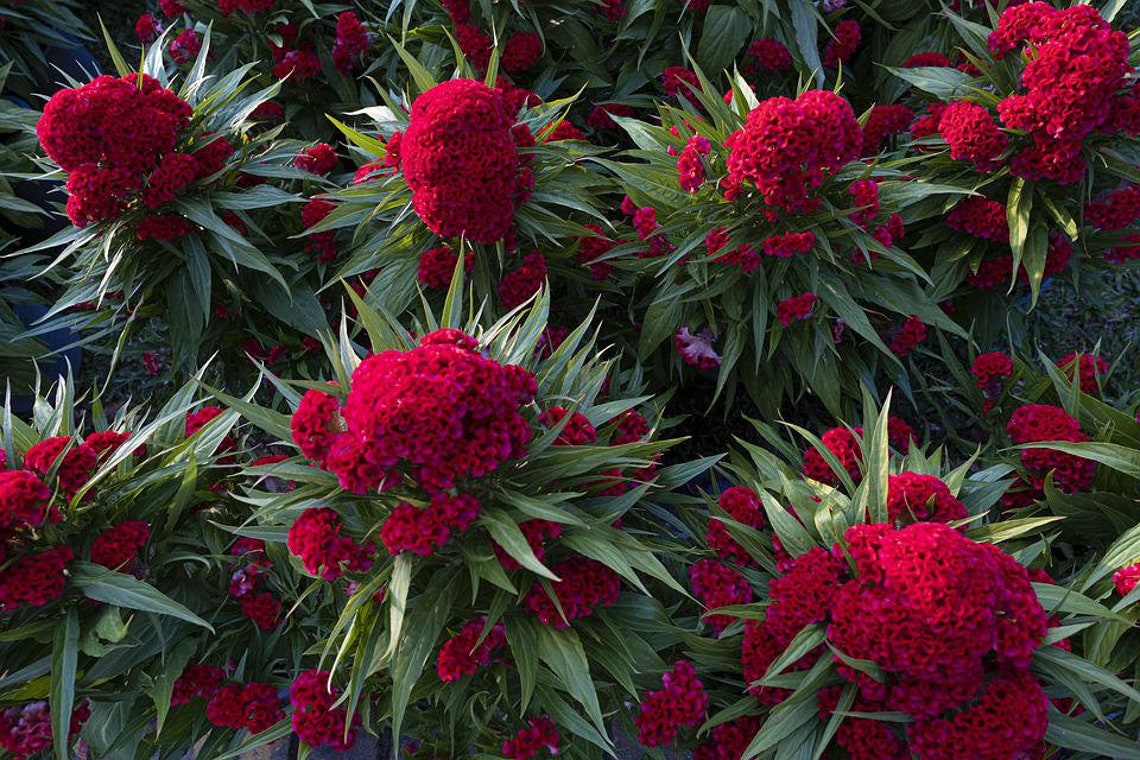 Toreador Cockscomb, Heirloom, Red Cut Flower, Attracts Butterflies to ...