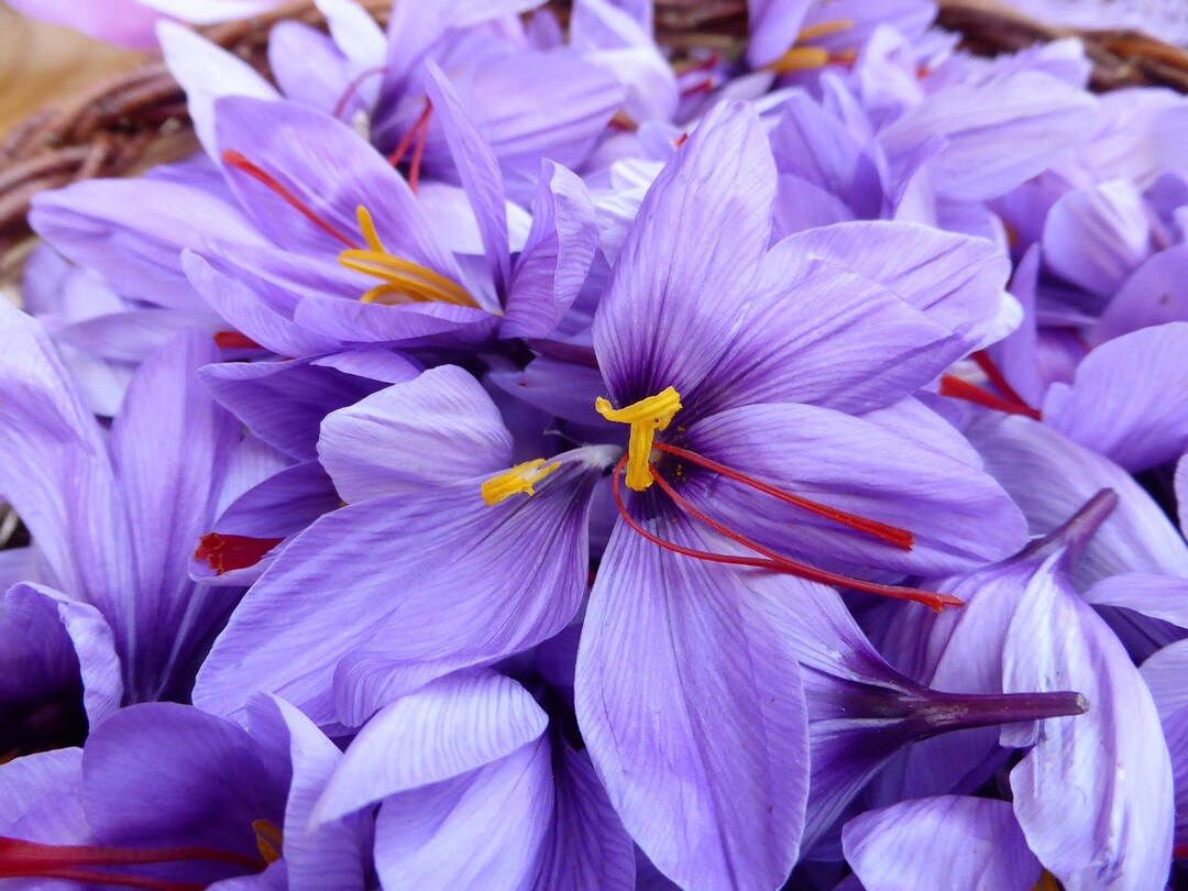 Saffron Corms Bulbs, Crocus Sativus, Saffron Bulb, Easy to Grow ...