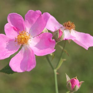 Pink Wild Rose Seeds – Grow Naturally Elegant Blooms, 5 Seeds - Etsy