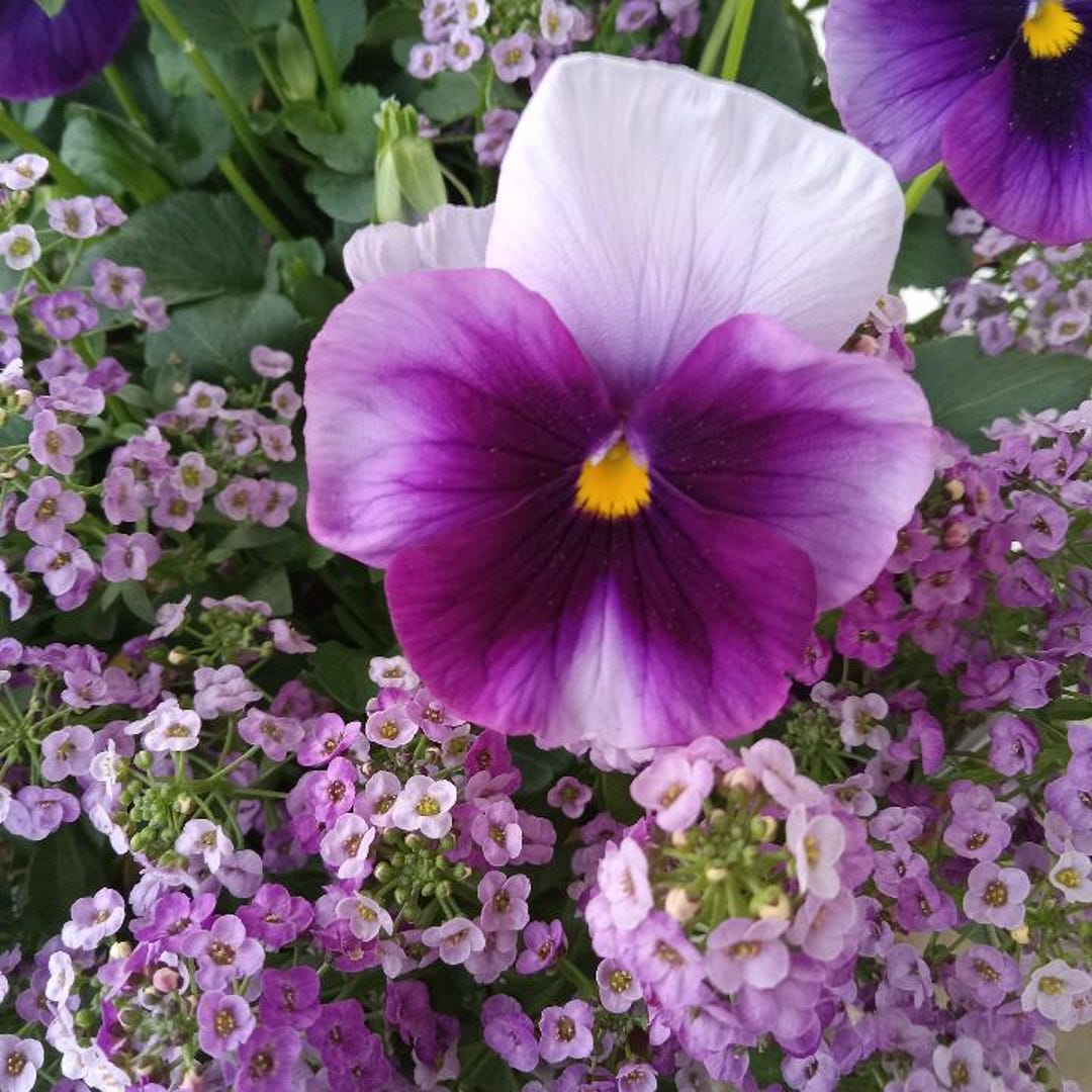 Super Beaconsfield Pansy Seeds: Purple and White Flowers (10 Seeds) - Etsy