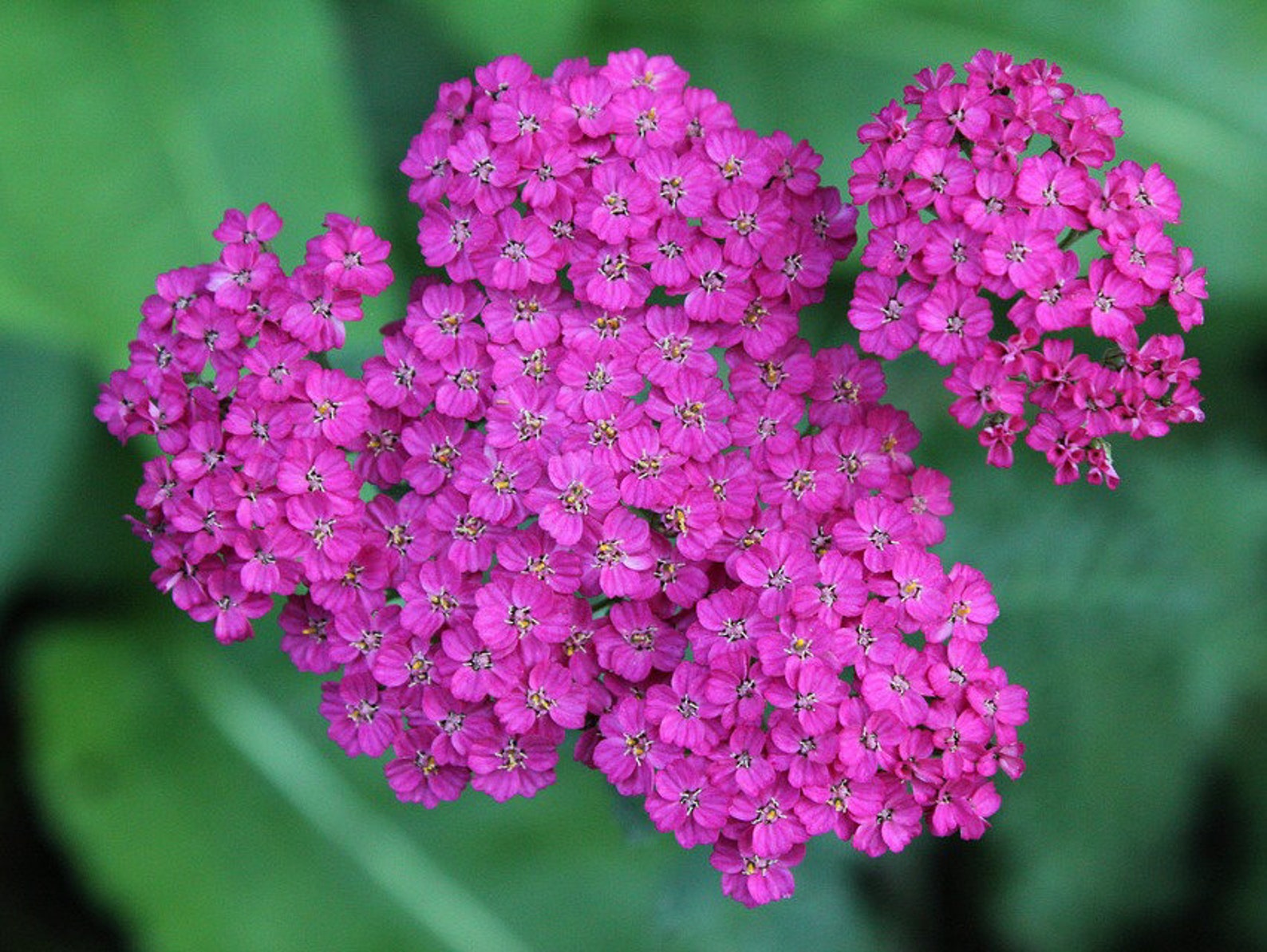 Yarrow Colorado Mix, Achillea Millefolium, Perennial Plant, Cut Flower ...