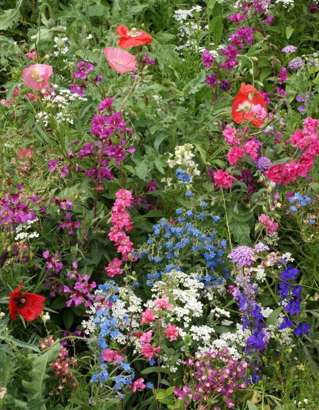 Shade Wildflower Seed Mix: Forget-me-nots, Poppies, Sweet William - Etsy
