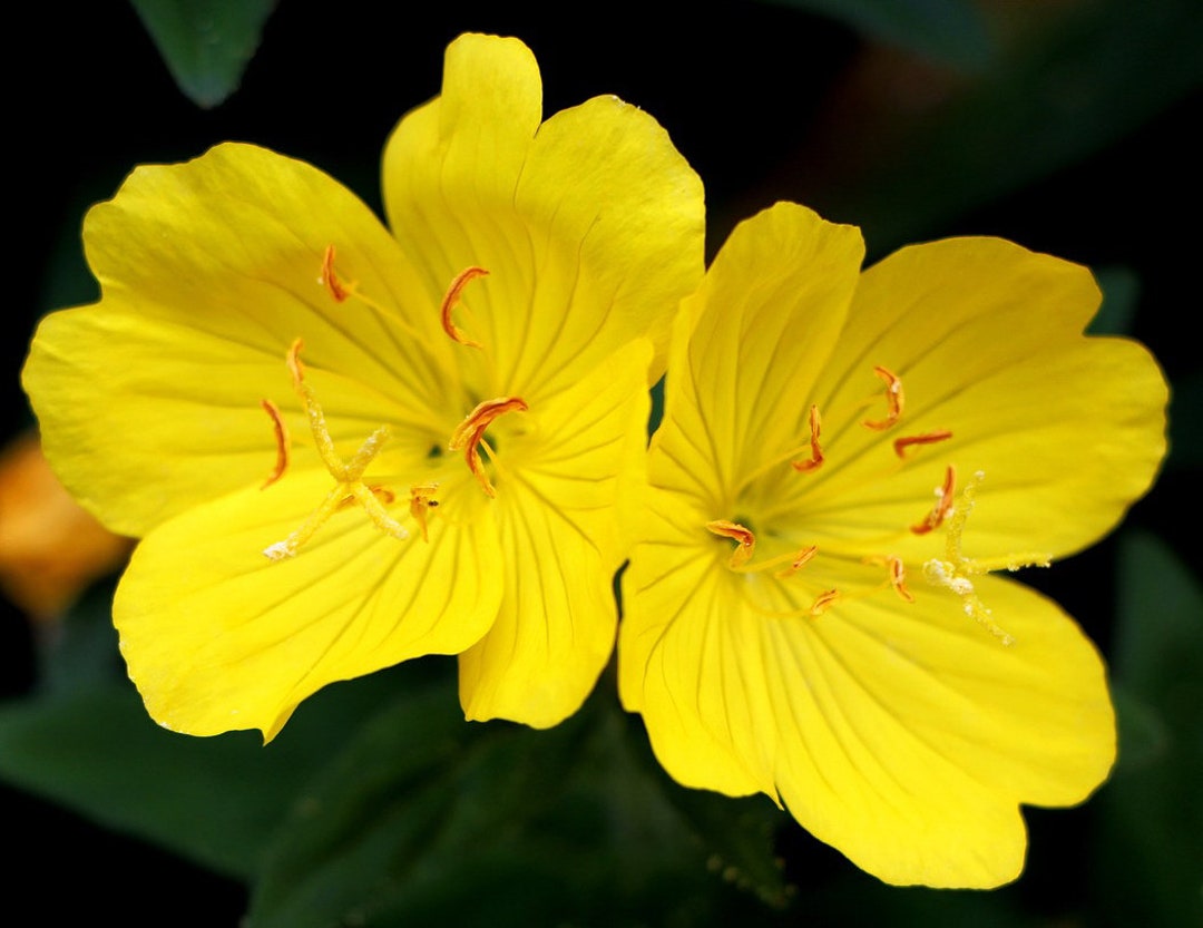 Evening Primrose Flowers, Tall Yellow Flowers, Important Food for ...