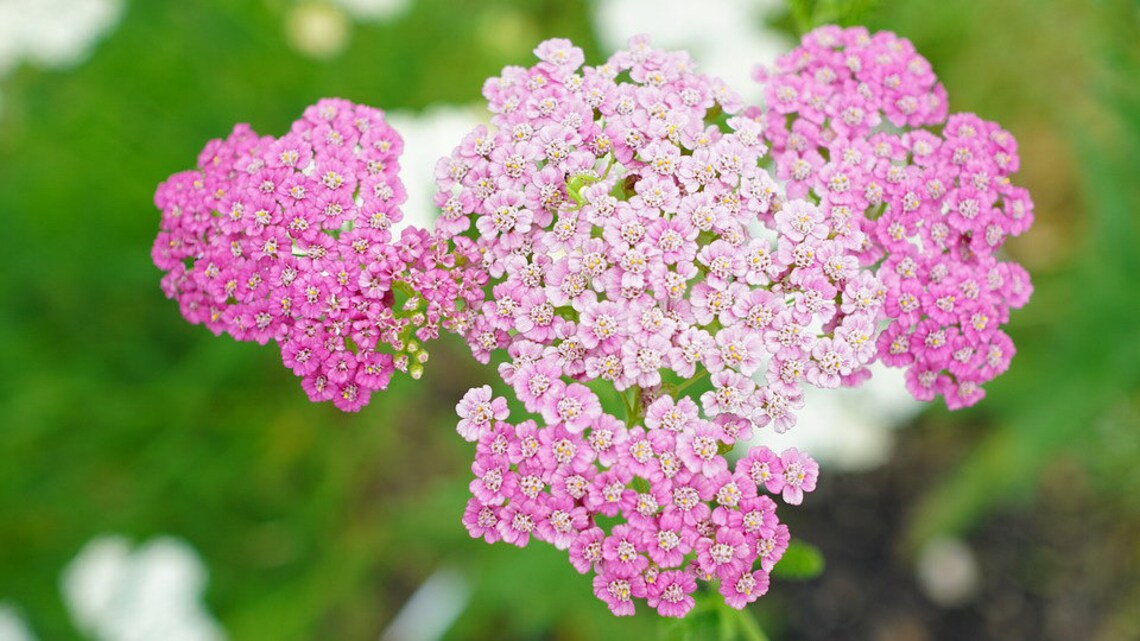 Yarrow Colorado Mix Achillea Millefolium Perennial Plant - Etsy