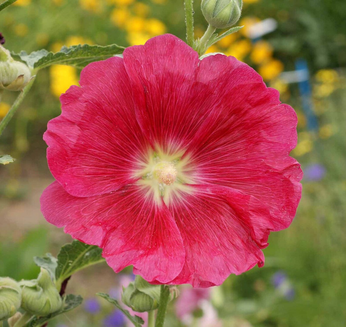 Indian Spring Hollyhocks Flower Mix Perennial Plant - Etsy