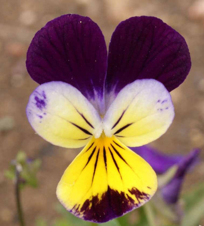 Johnny Jump up Helen Mount Viola, Violet Cornuta Tricolor, Container ...