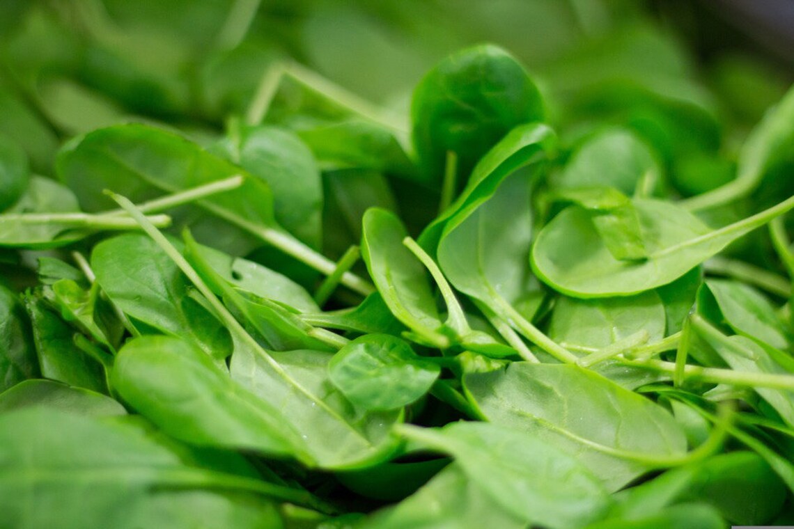 America Spinach Seeds: Heat & Drought Tolerant, Container Garden (20 ...
