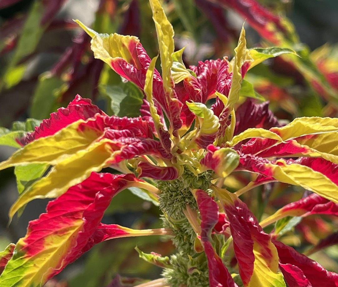Joseph's Coat Amaranth, Amaranthus Tricolor, Bi Color, Container Plant ...