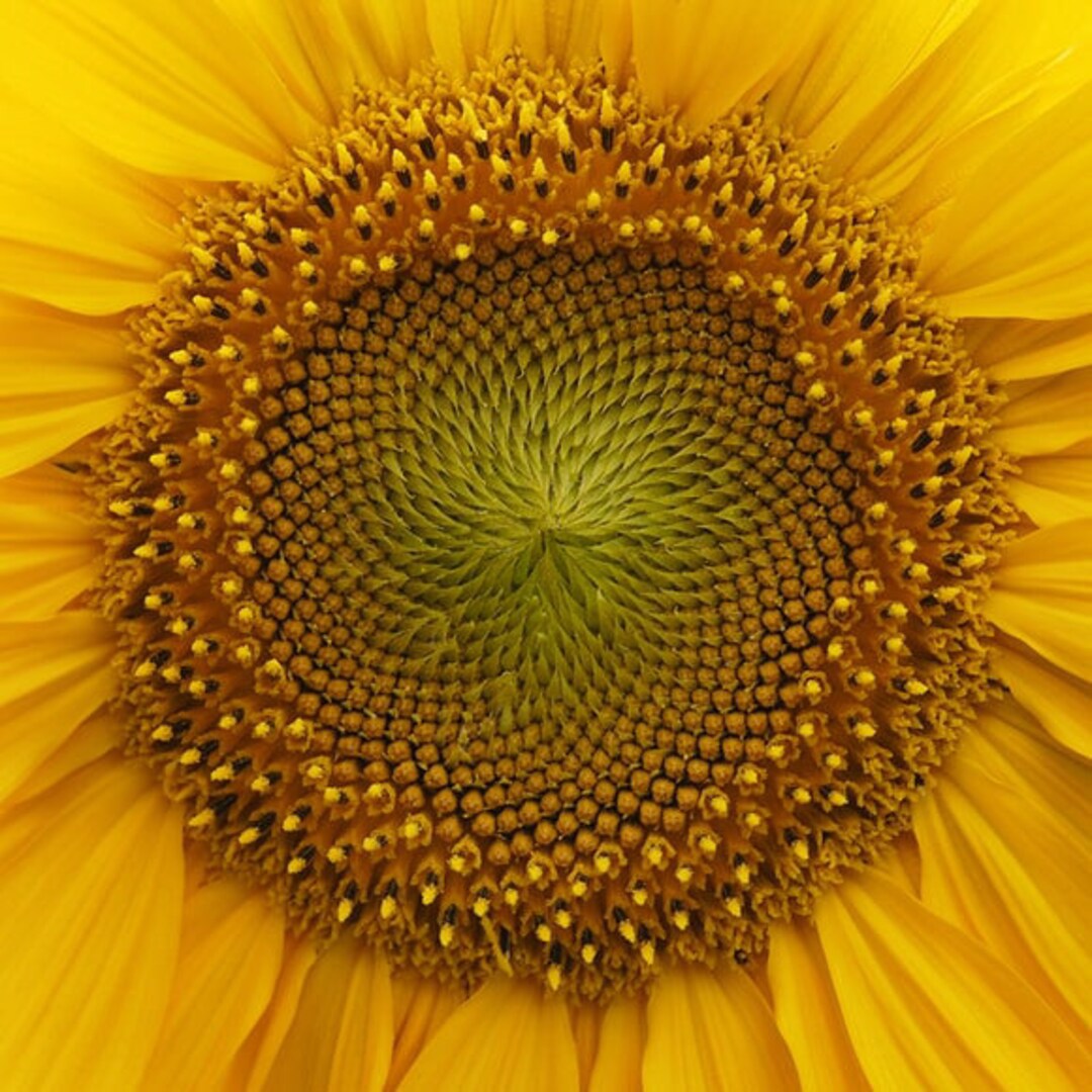 Mammoth Grey Stripe Heirloom Sunflower Tall Yellow Flower, 20 Seeds - Etsy