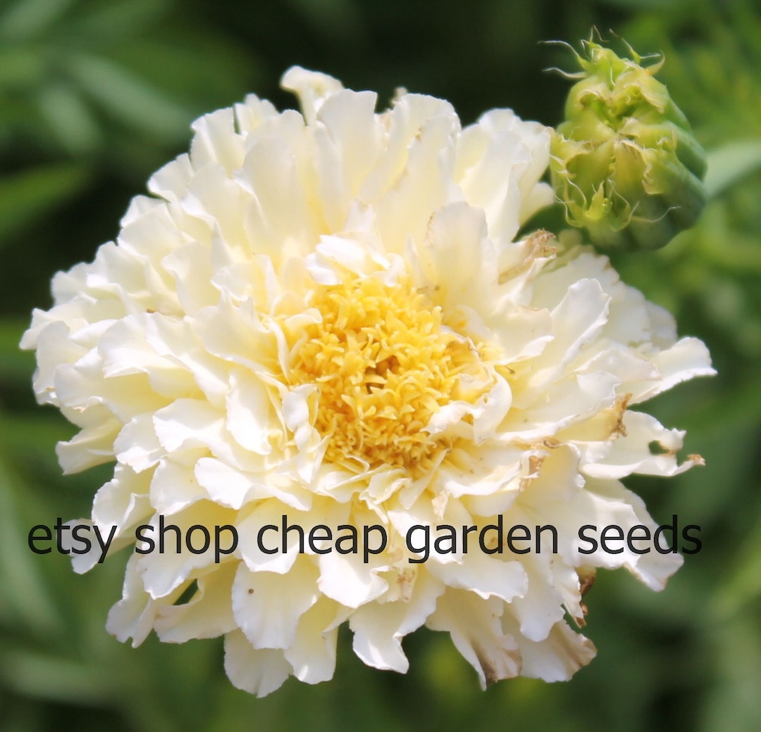 Kilimanjaro White Marigold - Moon Gardens, Repels Deer and Rabbits From ...