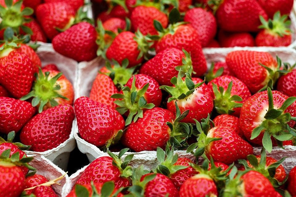 Alexandria Alpine Strawberry, Red, Juicy Fruit, Perennial, 20 Seeds - Etsy