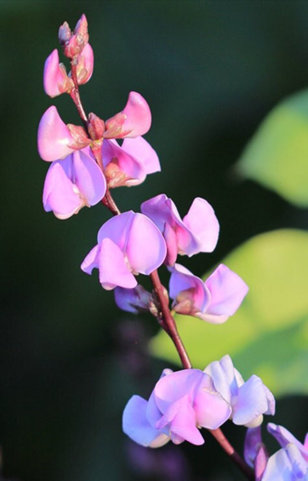 Purple Hyacinth Bean Heirloom Seeds Vine Plant, Purple Flowers, Trellis ...