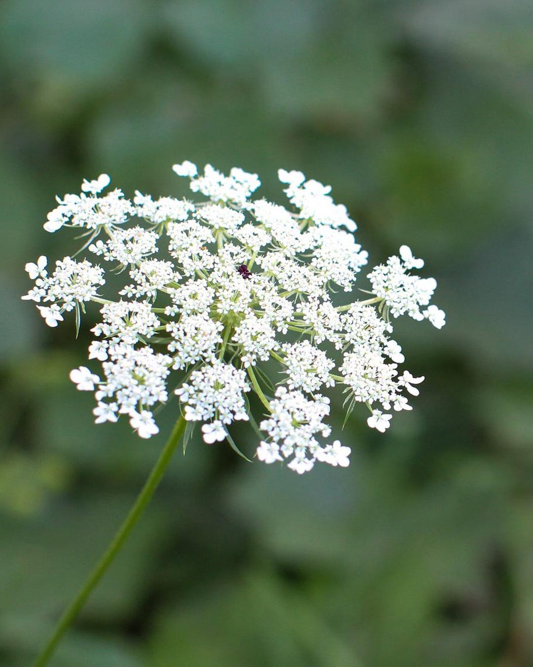 Queen Anne's Lace Seeds – Delicate, Pollinator Friendly Wildflowers, 20 ...