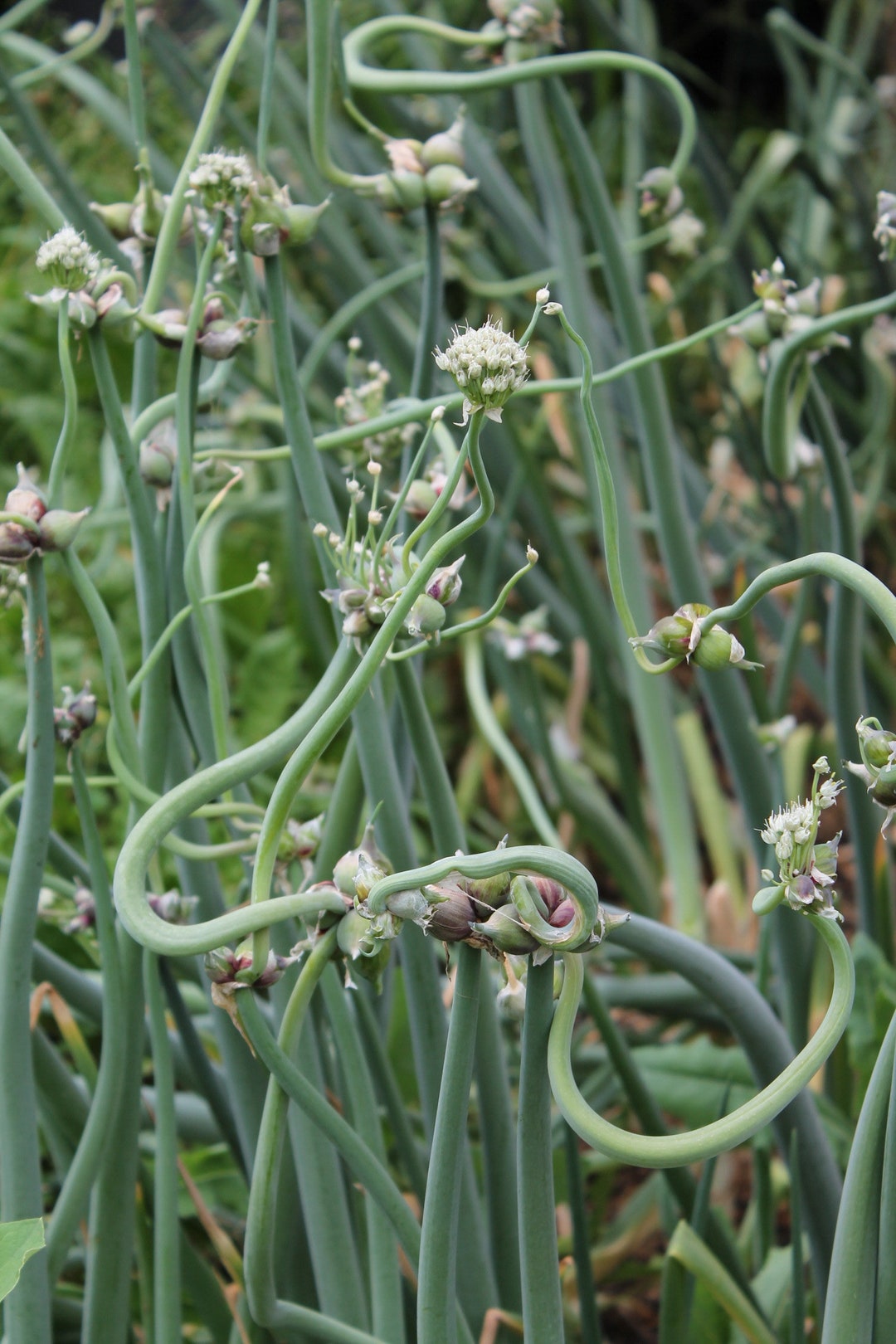 Egyptian Walking Onions Bulbils- Heirloom - Winter Onion, Tree Onion ...