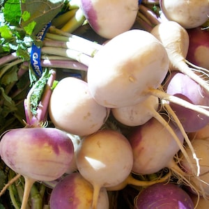 Purple Top White Globe Turnip, Large Round Purple Crowns, Sweet, Roots ...