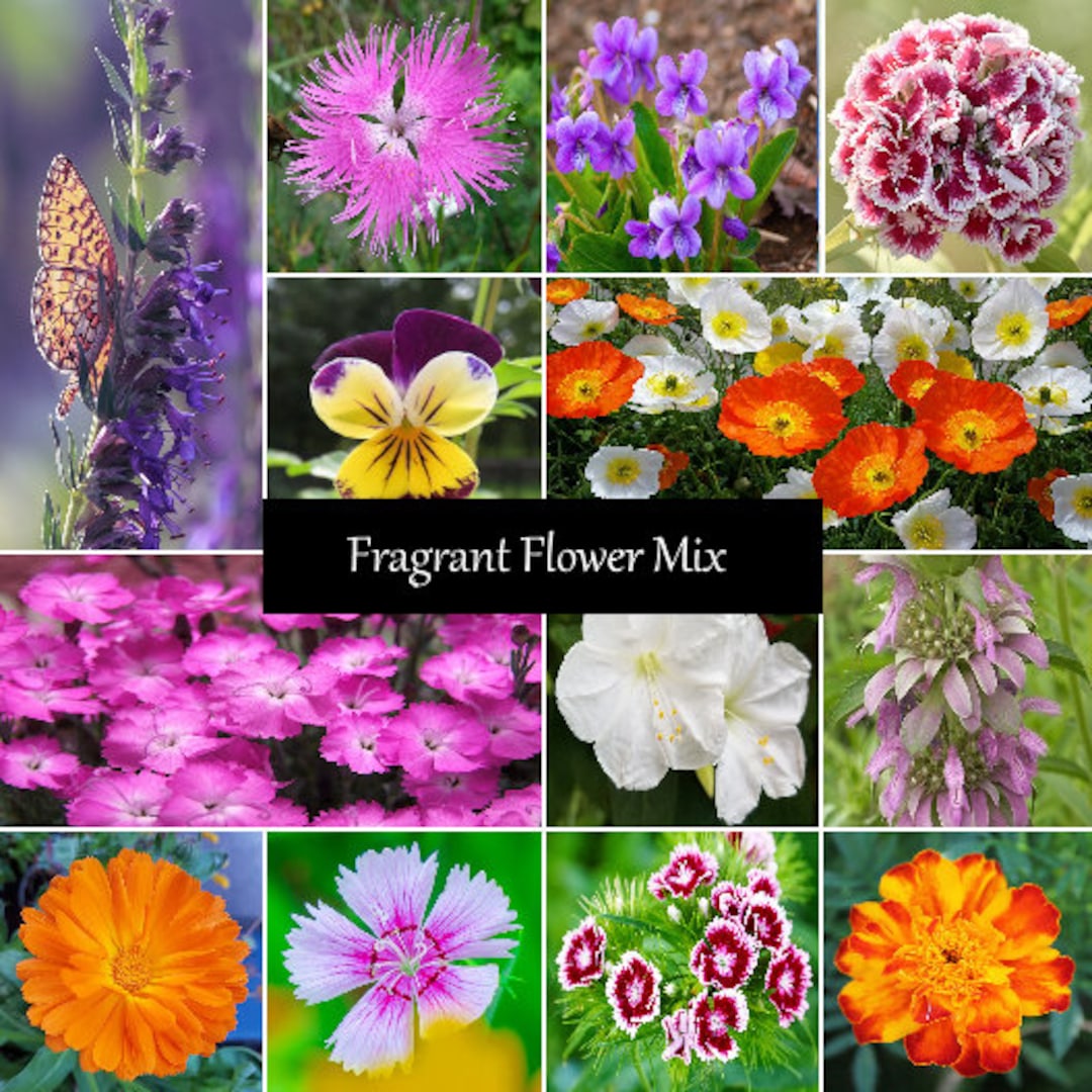 Fragrant Wildflower Seed Mix, Sweet Floral, Carnation, Citrus, Lavender ...