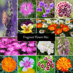 Fragrant Wildflower Seed Mix: Sweet Floral & Citrus Scents, 16 Species ...